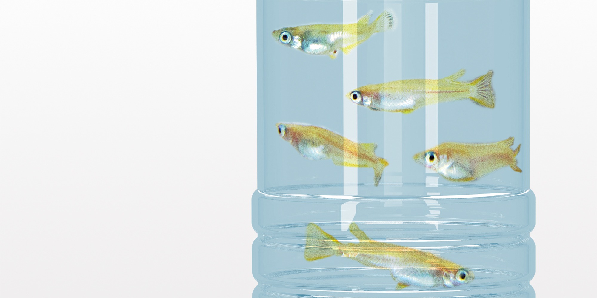 Plastics in the gene pool - UNCG Research Magazine