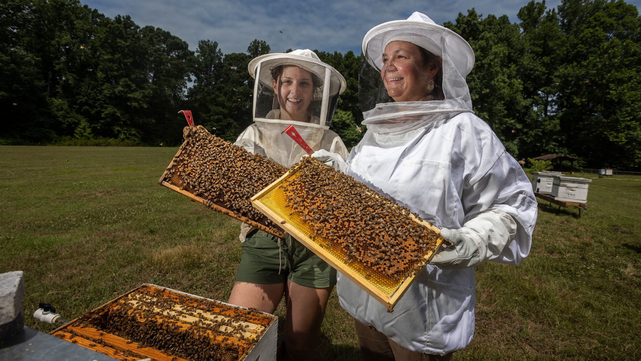 Bee Business - UNCG Research Magazine